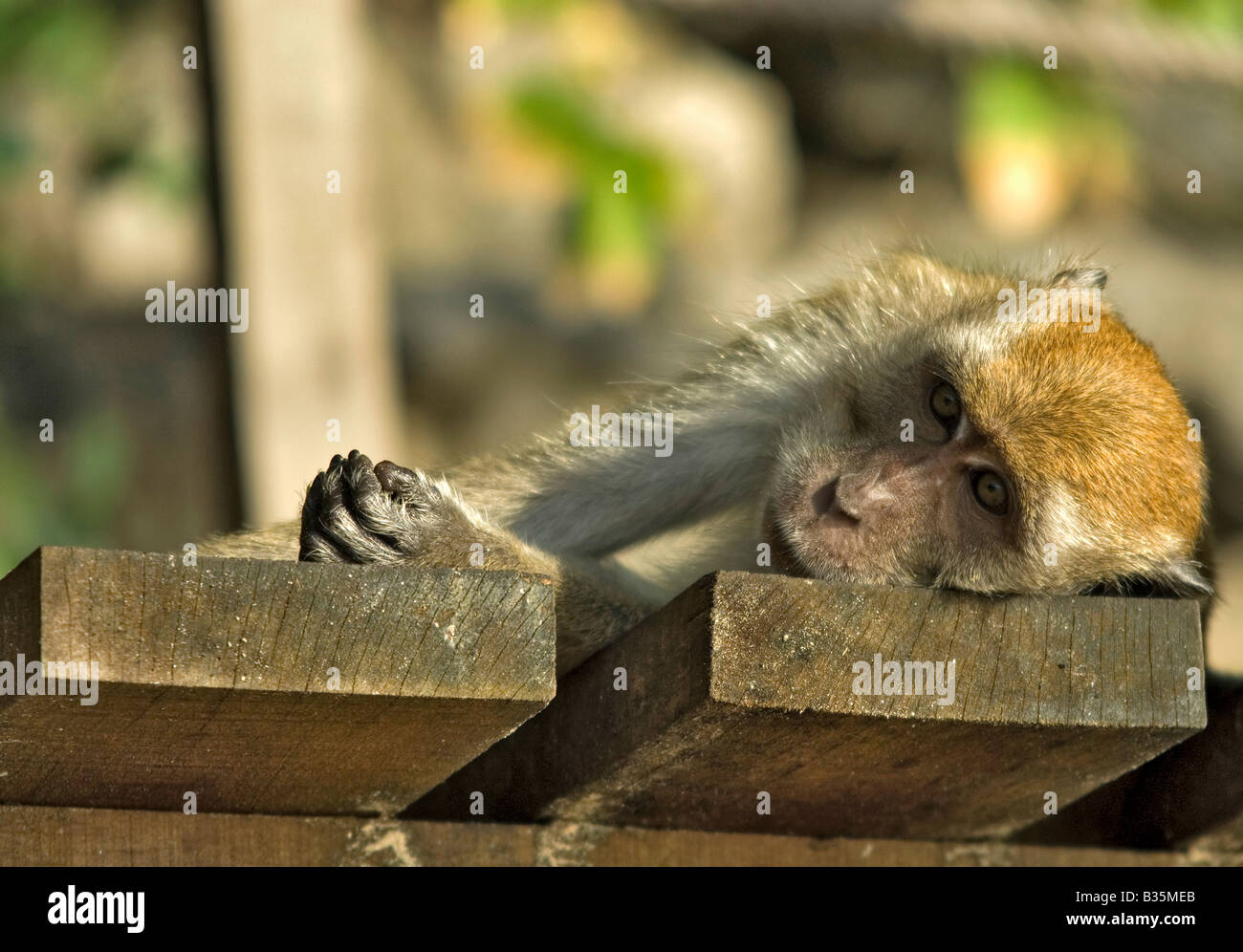 Macaque monkey relaxing and looking into the Camera, Thailand Stock ...
