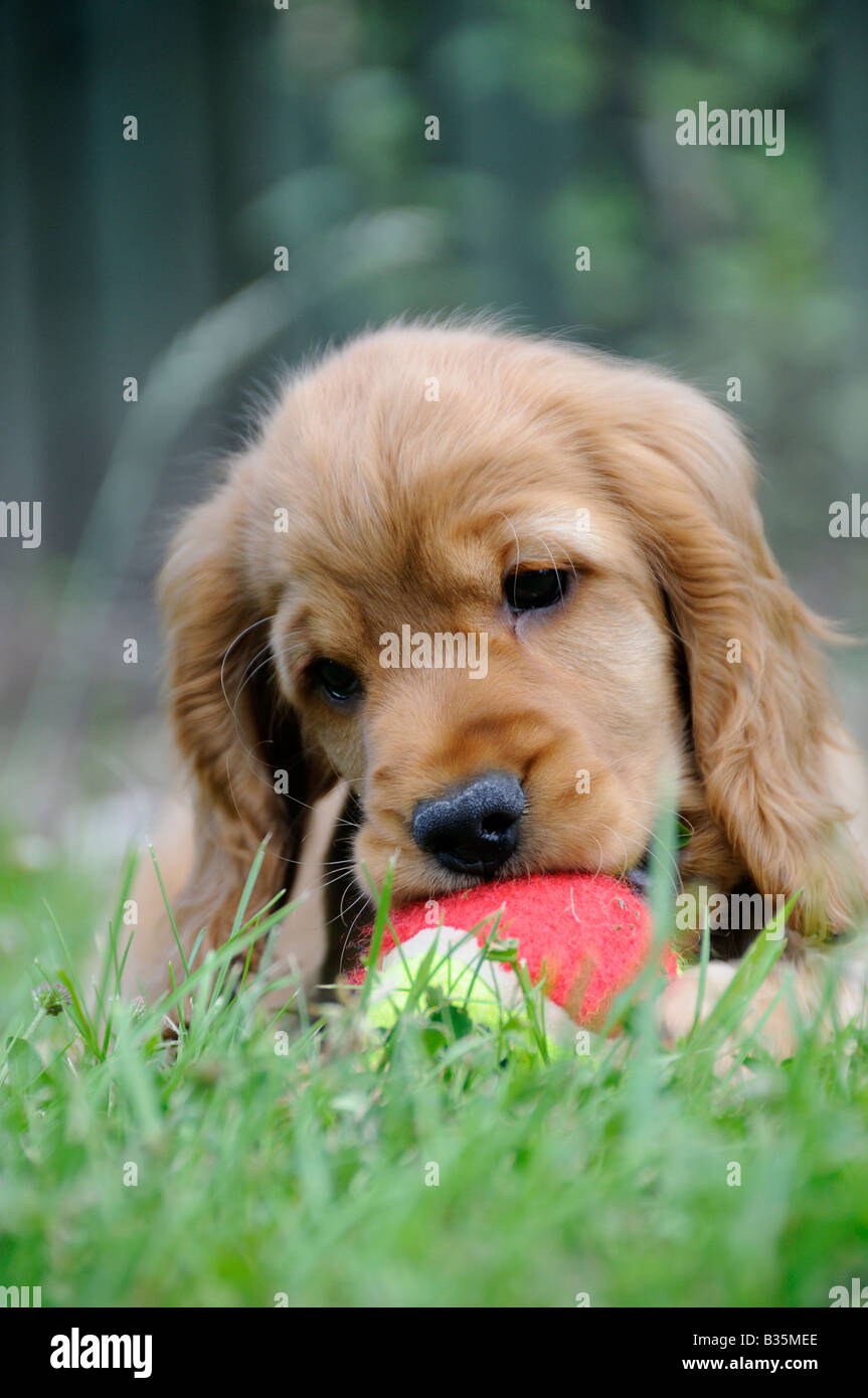 Cocker spaniel puppy hi-res stock photography and images - Alamy