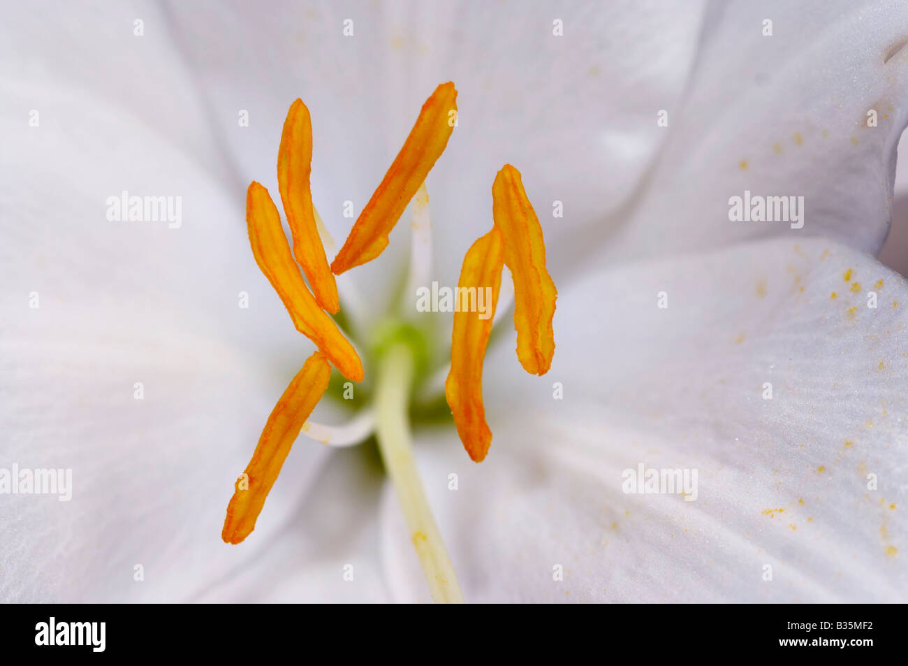 bloom of the Annunciation lily Stock Photo - Alamy