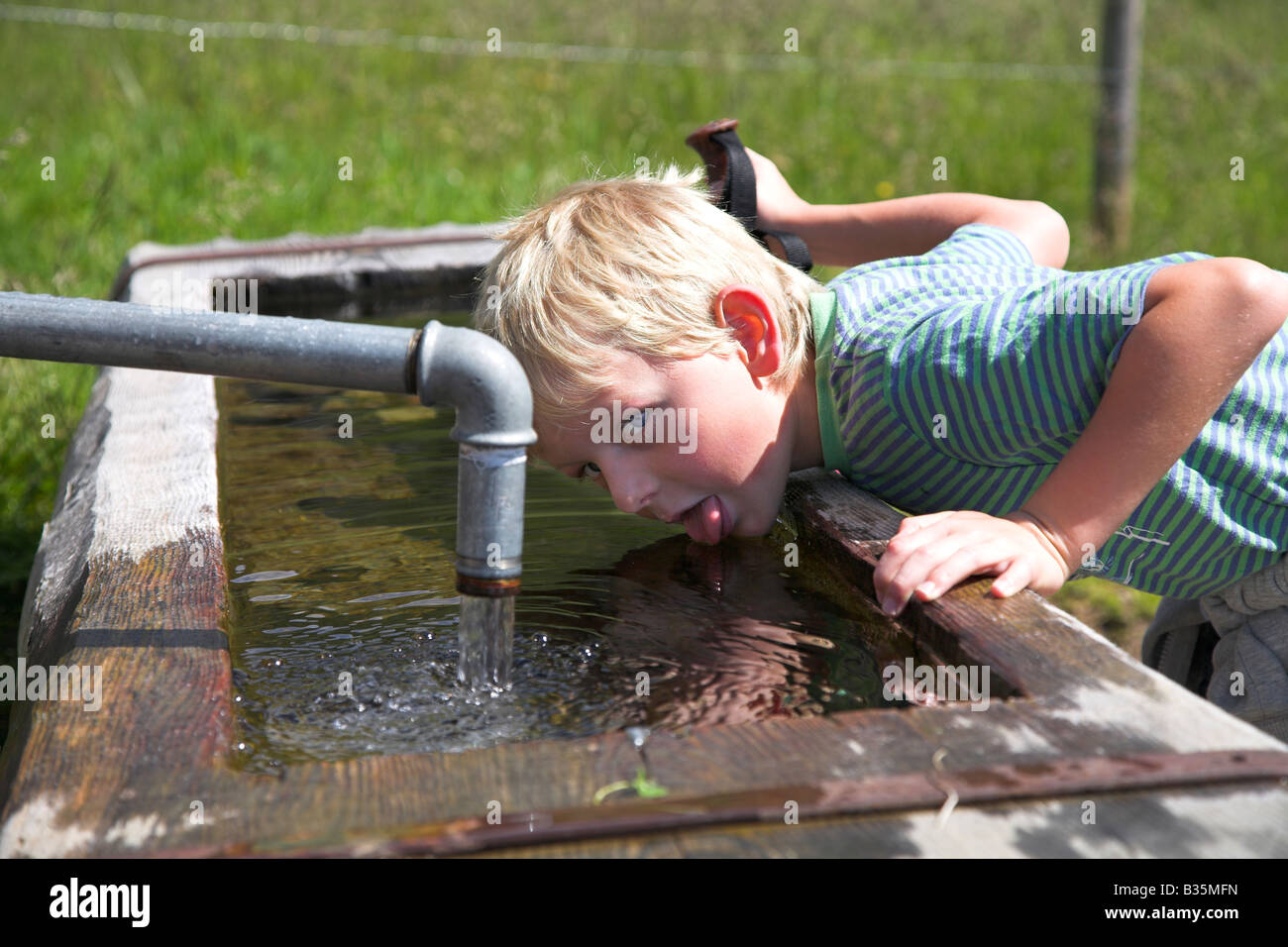 Cattle drinking from trough hi-res stock photography and images - Alamy