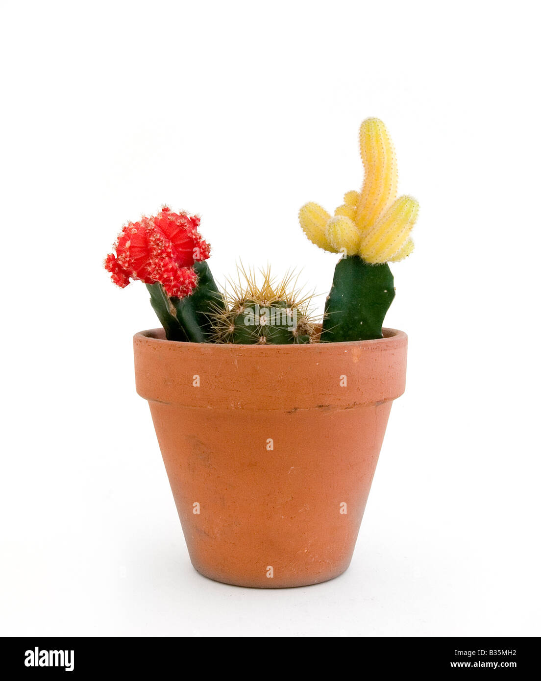 Cactus house plants Cut Out Stock Images & Pictures - Alamy
