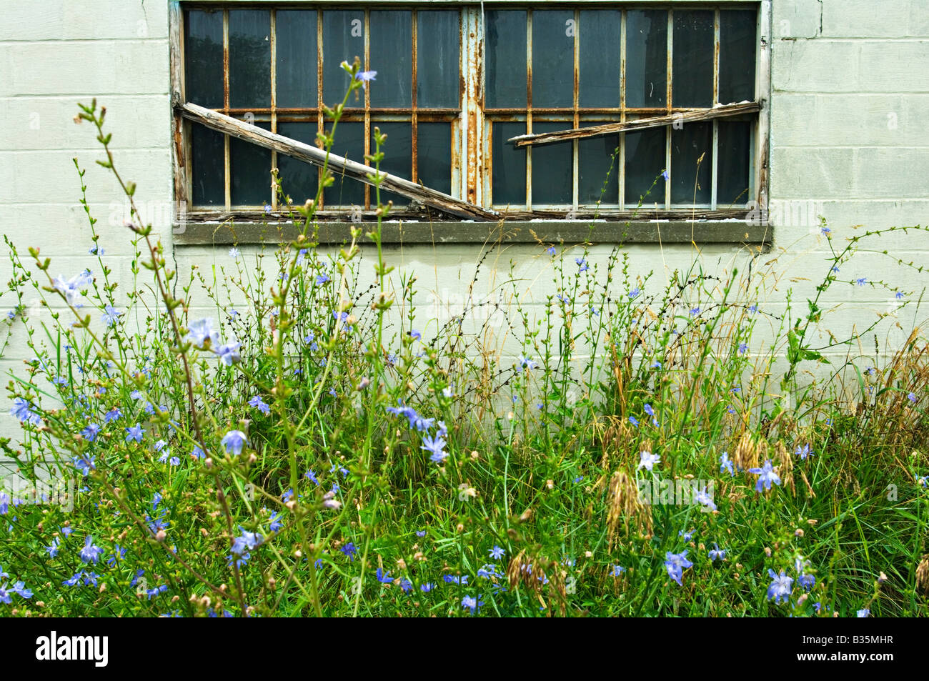 Iron window frame in an old cement block building with flowering weeds ...
