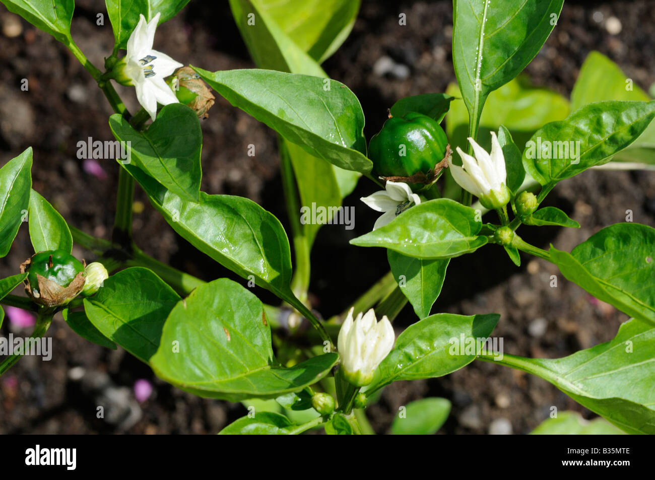Capsicums and flowers Stock Photo - Alamy