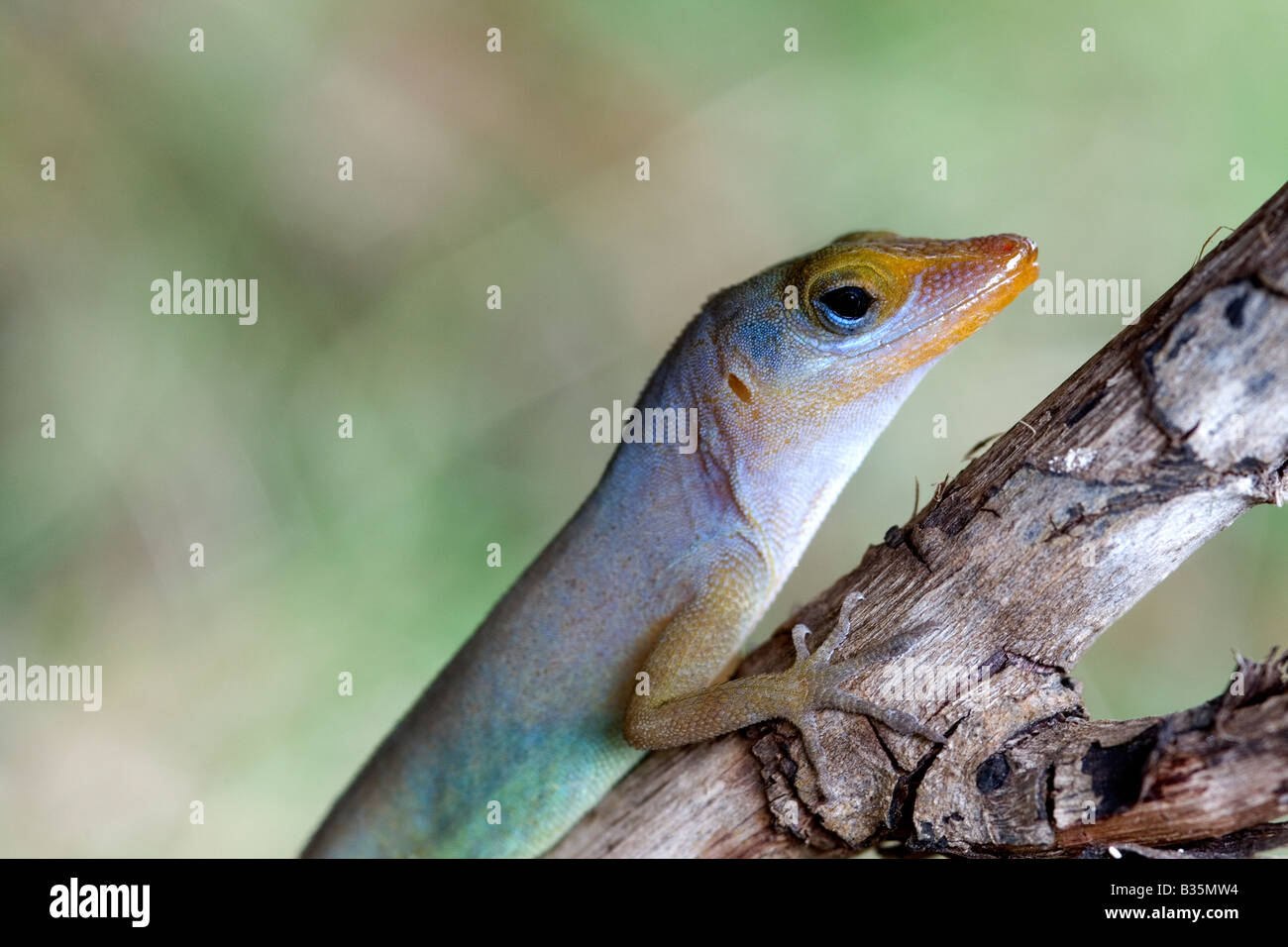 Bright and colourful Caribbean Anole lizard on a branch Stock Photo - Alamy