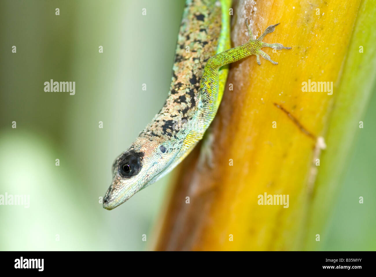 Lizard life cycle hi-res stock photography and images - Alamy