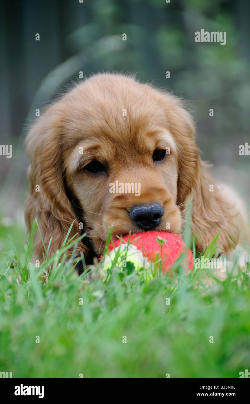 Cocker Spaniel puppy Stock Photo - Alamy
