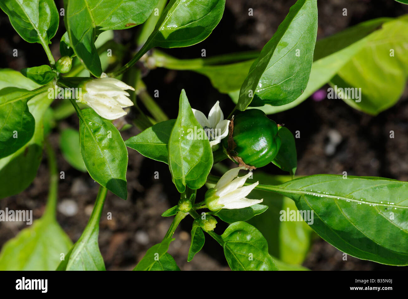 Capsicums and flowers Stock Photo - Alamy