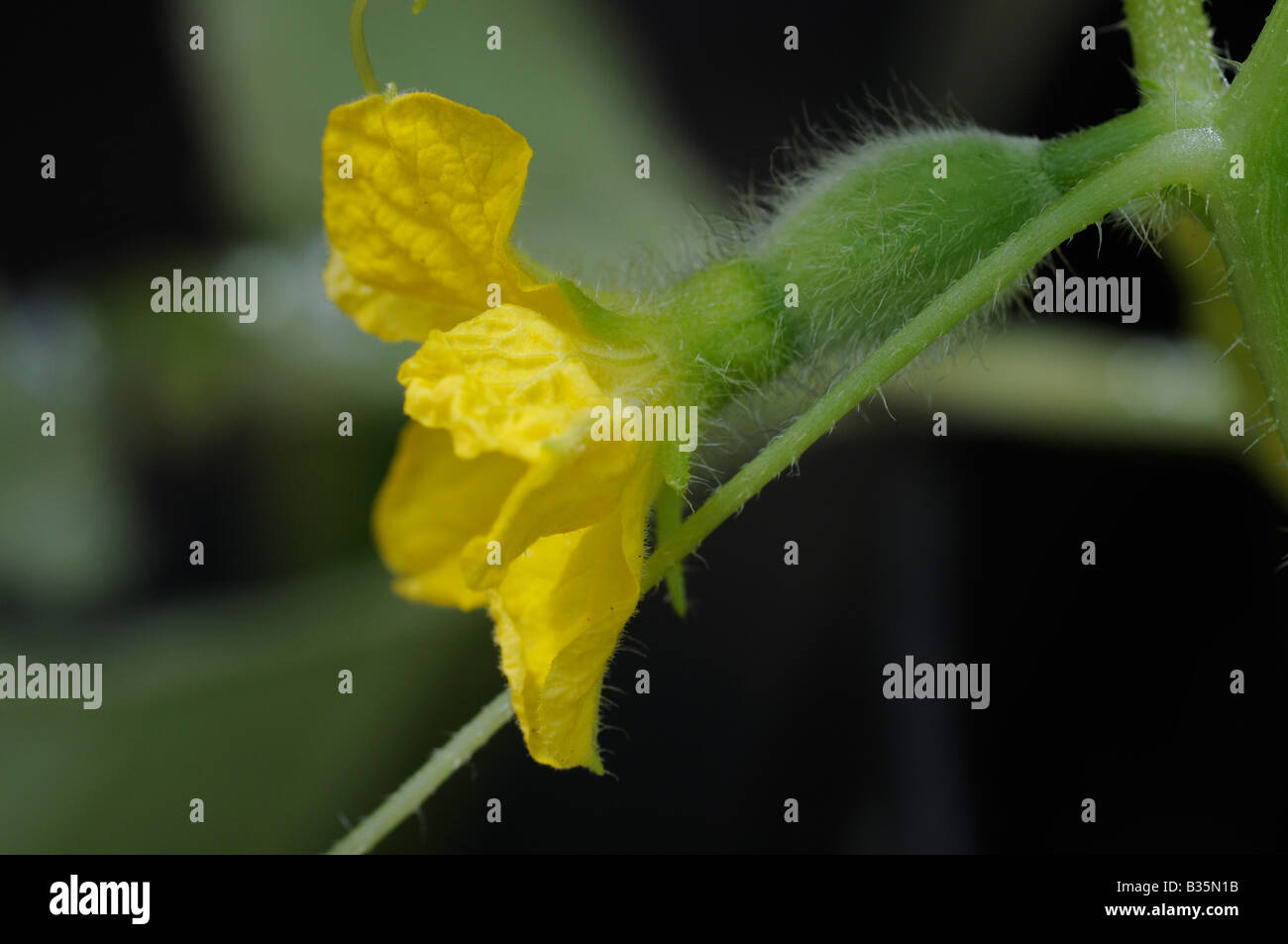 Bud of melon hi-res stock photography and images - Alamy