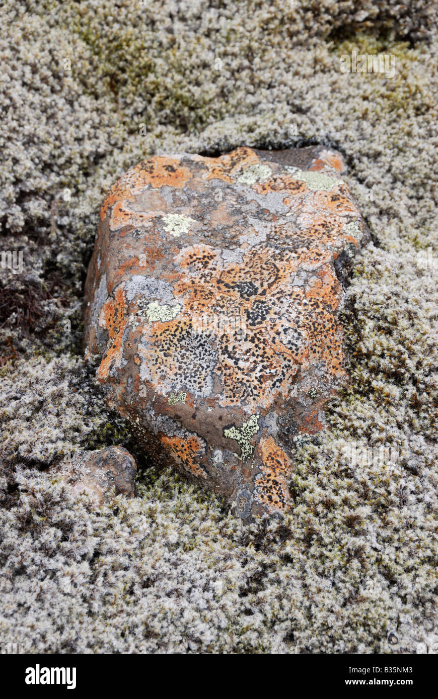 Orange boulder and moss Lónsöraefi Iceland Stock Photo - Alamy