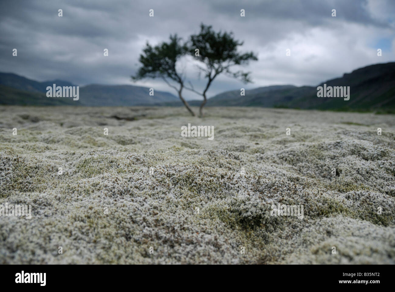 Moss and birch trees near Gvendarnes Lónsöraefi Iceland Stock Photo - Alamy