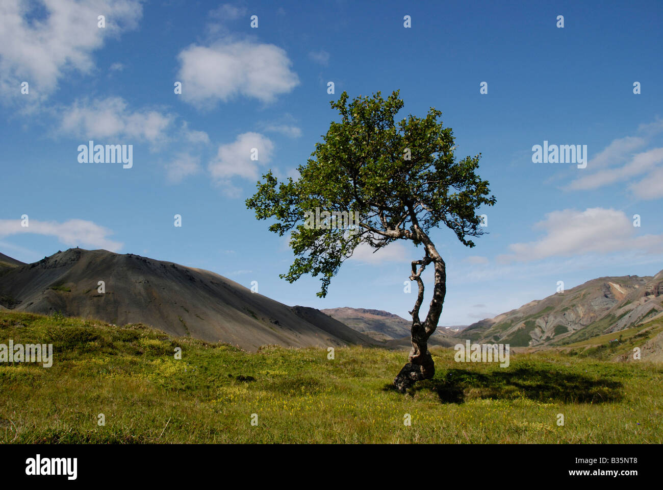 Lone birch tree near Múlaskáli Lónsöraefi Iceland Stock Photo - Alamy