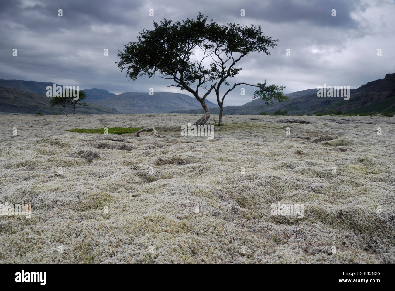 Moss and birch trees near Gvendarnes Lónsöraefi Iceland Stock Photo - Alamy