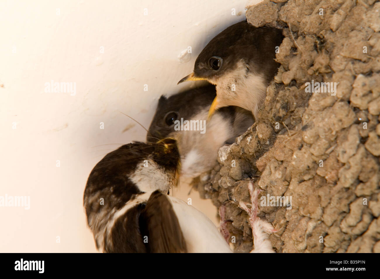 House Martin parent feeding two large chicks at the nest Stock Photo ...