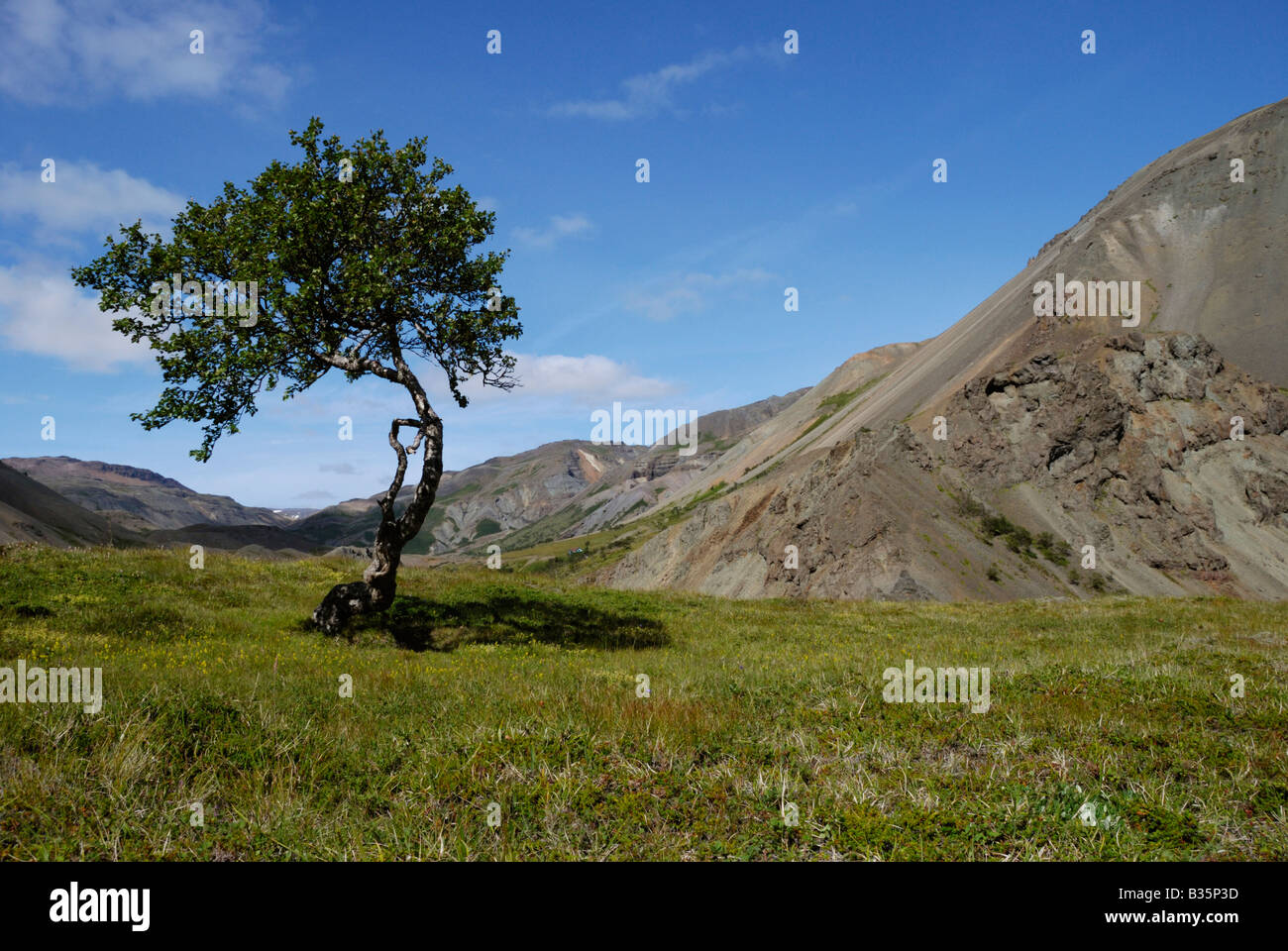 Lone birch tree near Múlaskáli Lónsöraefi Iceland Stock Photo - Alamy