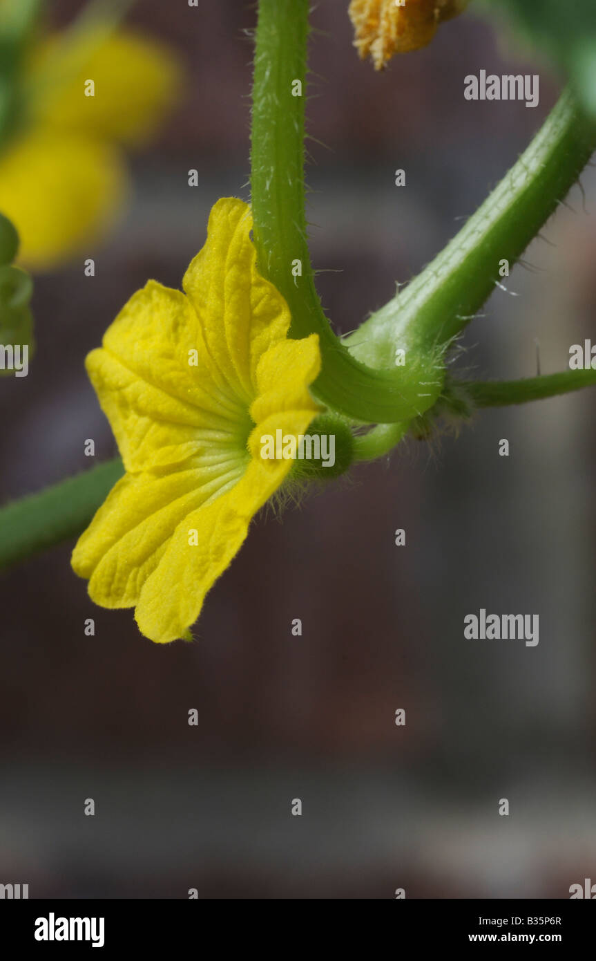 Bud of melon hi-res stock photography and images - Alamy