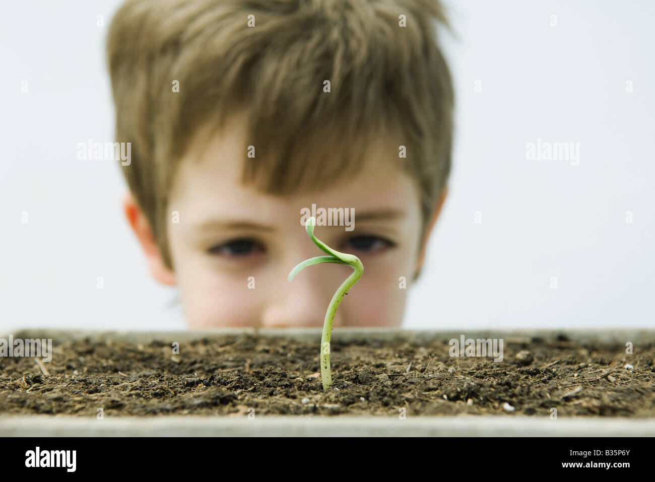 Boy looking at seedling, cropped view Stock Photo - Alamy