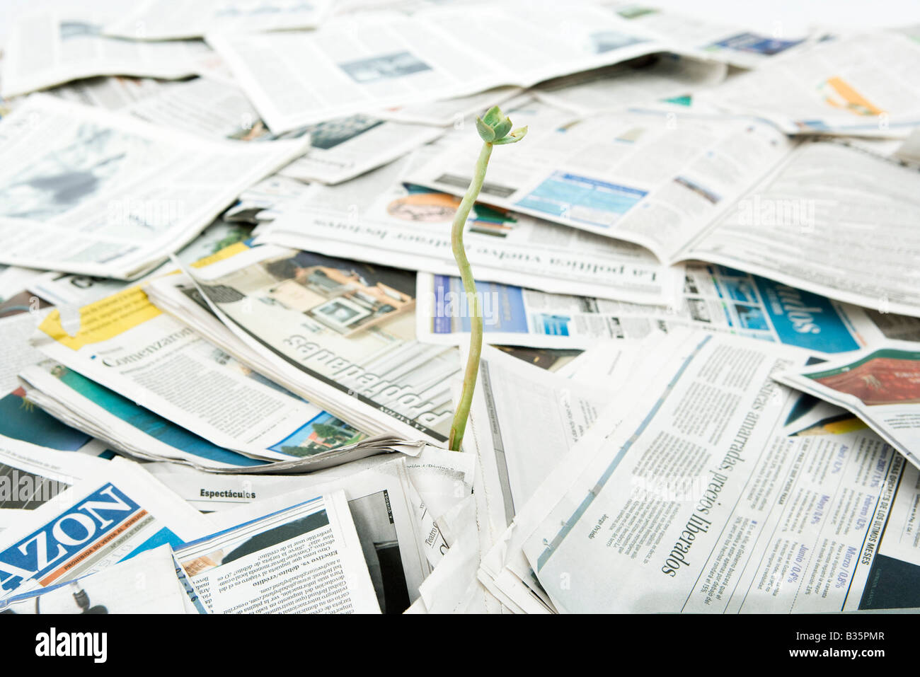 Plant seedling growing out of pile of newspapers Stock Photo - Alamy