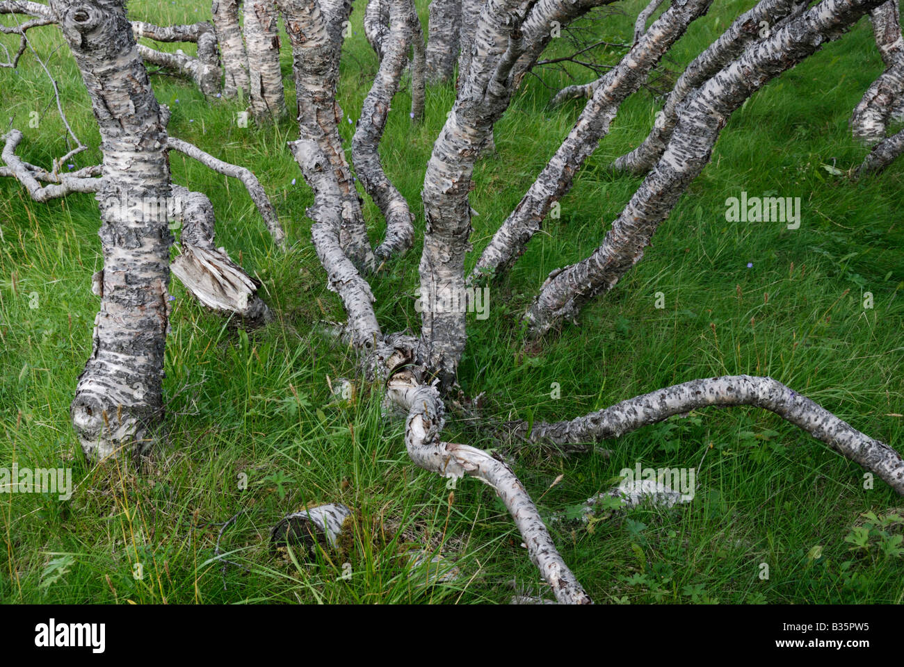 Birch wood near Múlaskáli Lónsöraefi Iceland Stock Photo - Alamy