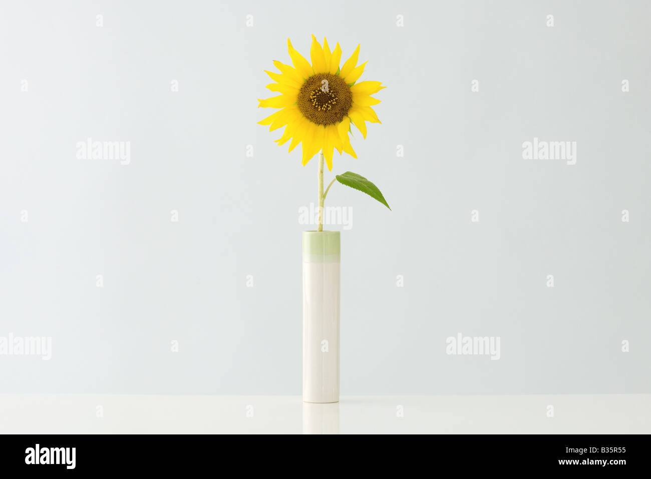 Single sunflower in yellow vase hi-res stock photography and images - Alamy