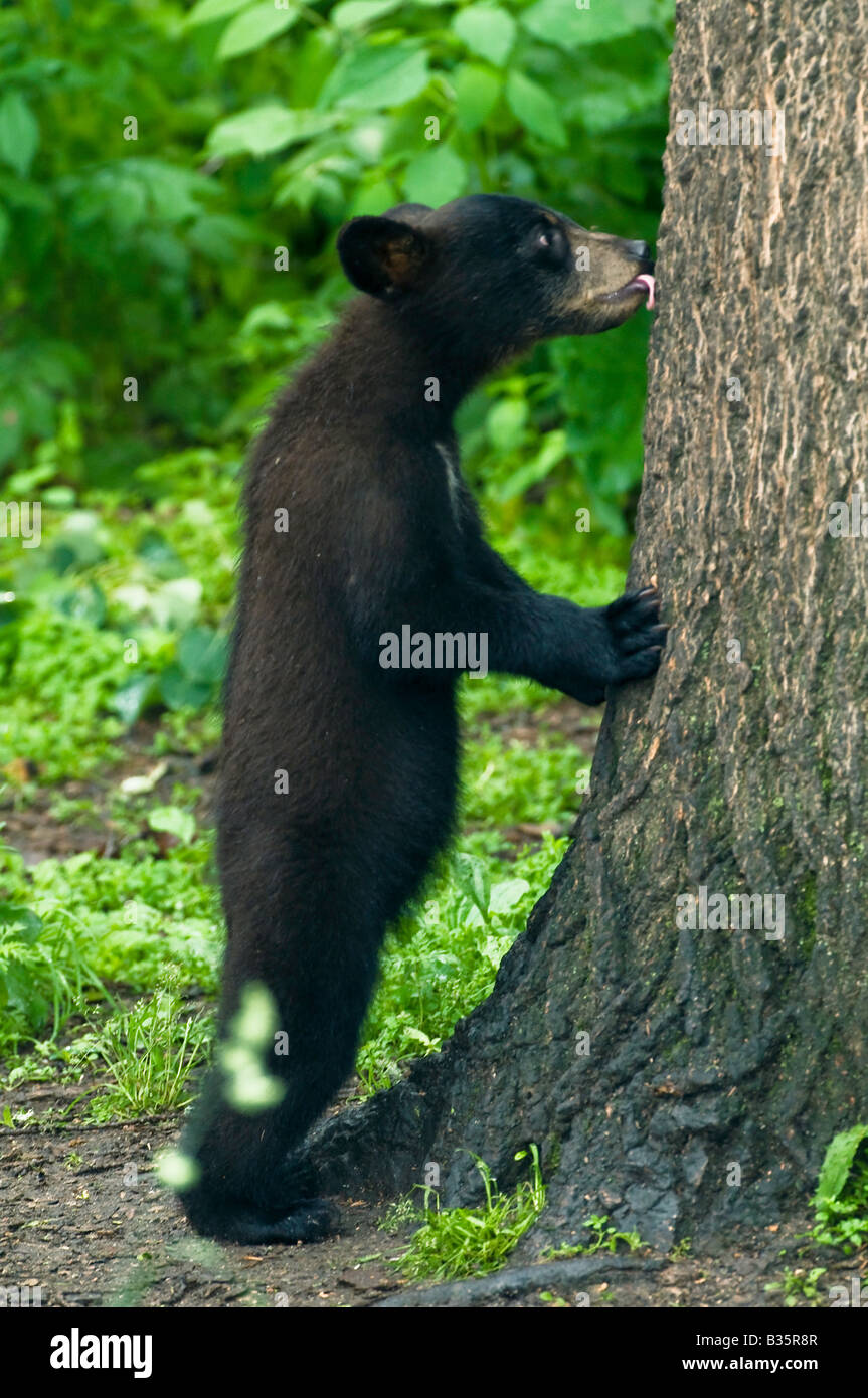 Bear eating bees hi-res stock photography and images - Alamy