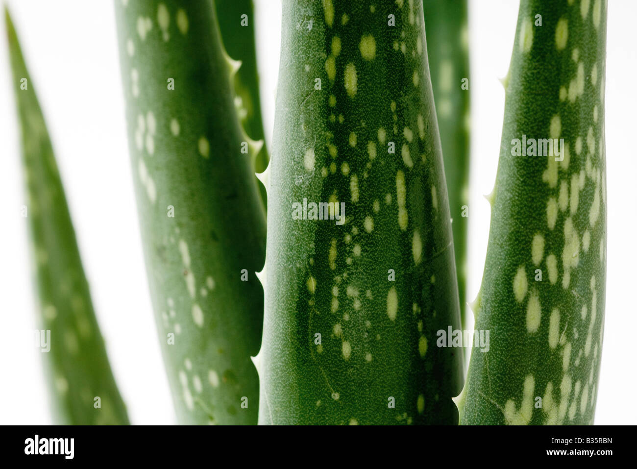 Aloe vera plant, close-up Stock Photo - Alamy