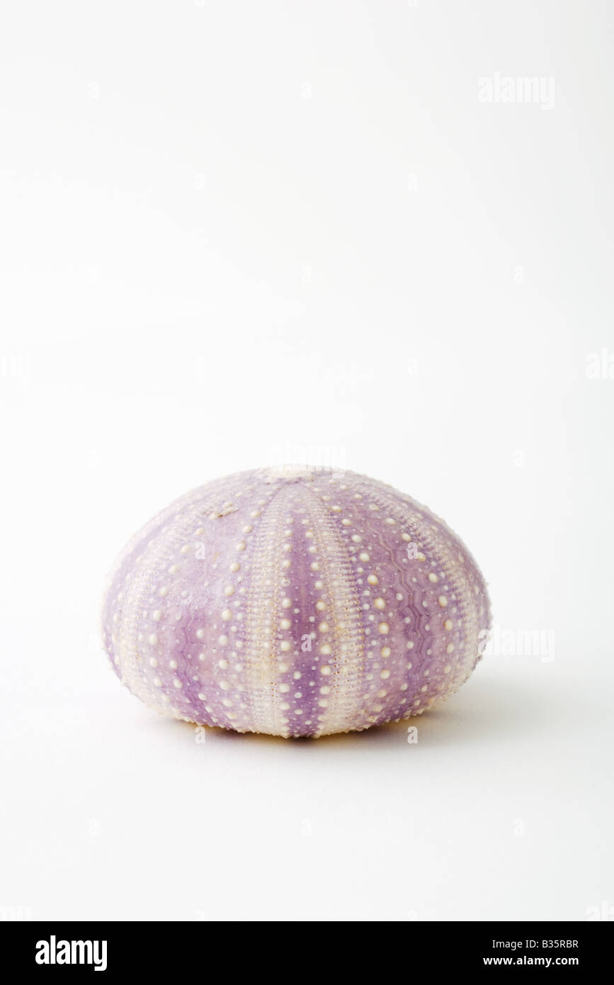 Dried sea urchin shell Stock Photo: 19182459 - Alamy