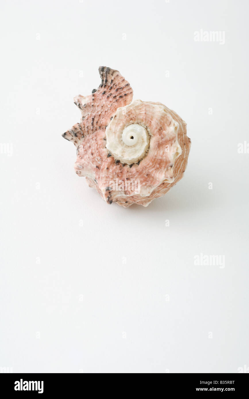 Seashell patterns hi-res stock photography and images - Alamy