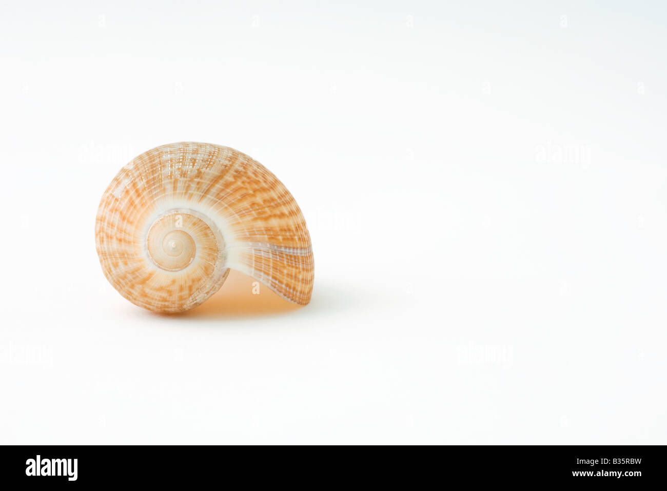 Spiral seashell hi-res stock photography and images - Alamy