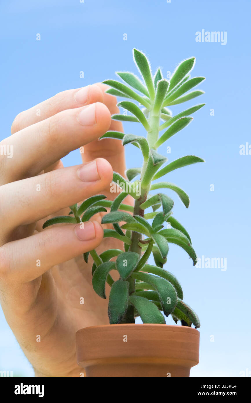 Hand touching succulent plant, close-up Stock Photo - Alamy
