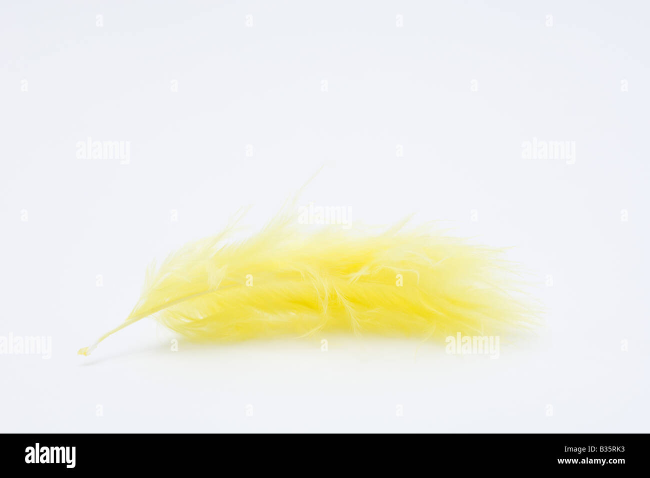 Feather yellows hi-res stock photography and images - Alamy
