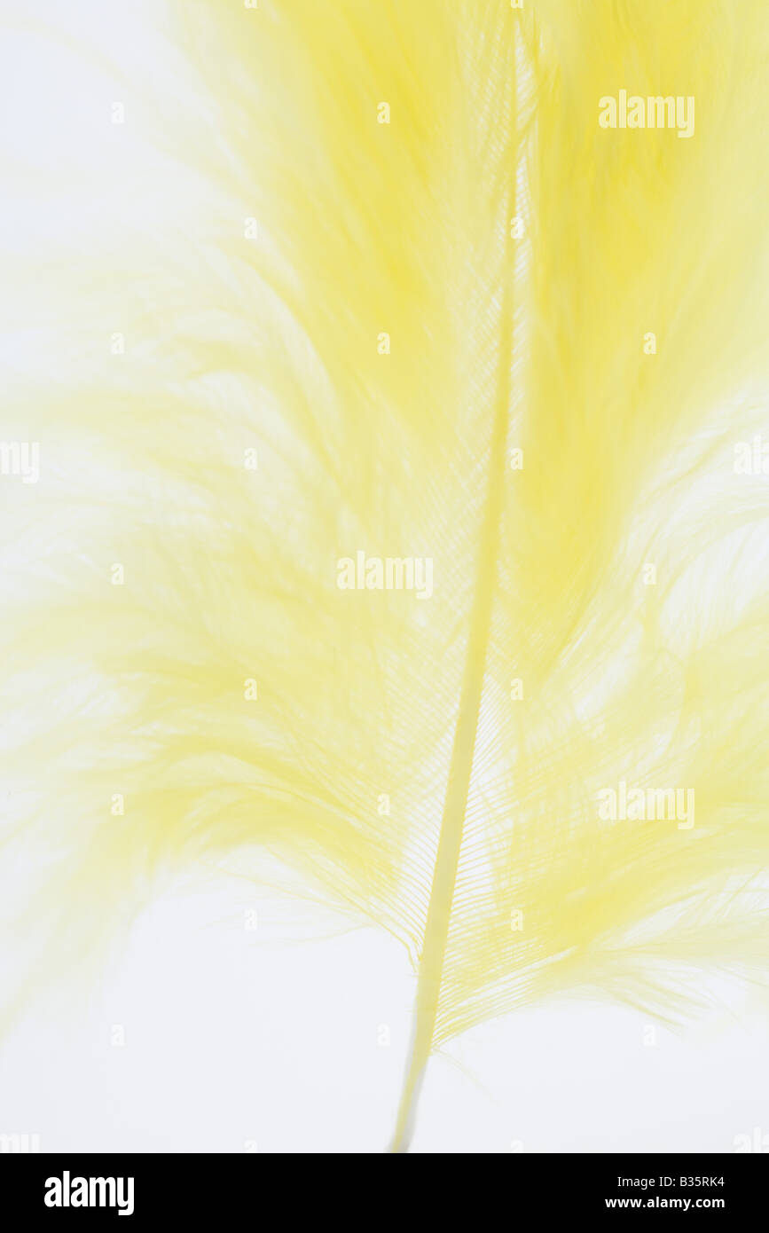 Feather yellows hi-res stock photography and images - Alamy