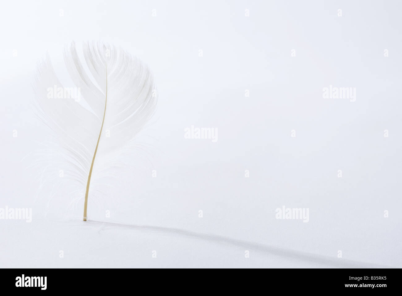 Feather standing on quill, casting shadow Stock Photo - Alamy