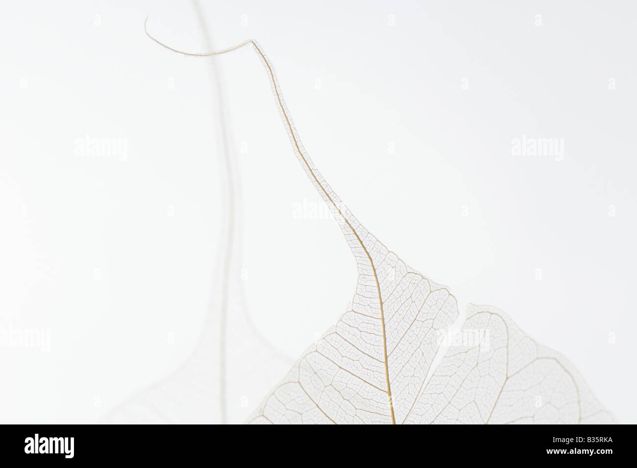 Translucent leaves, close-up Stock Photo - Alamy