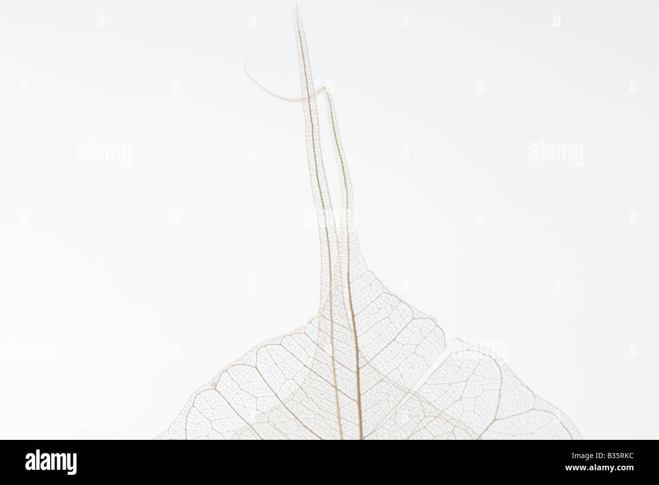 Translucent leaves, close-up Stock Photo - Alamy