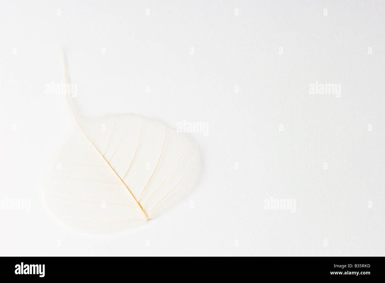 Translucent leaf hi-res stock photography and images - Alamy