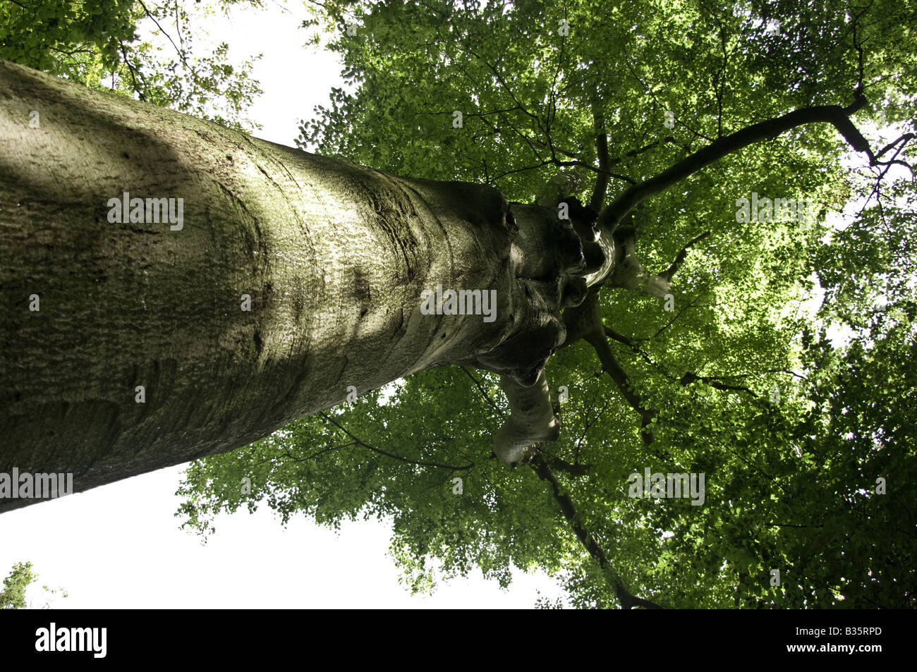 Big tall tree Stock Photo - Alamy