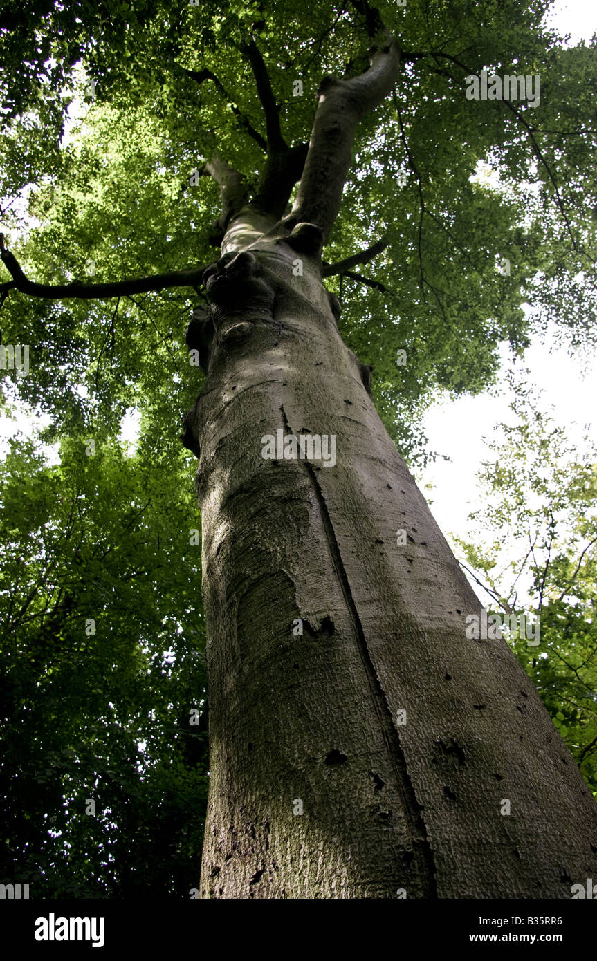 Tall tree hi-res stock photography and images - Alamy