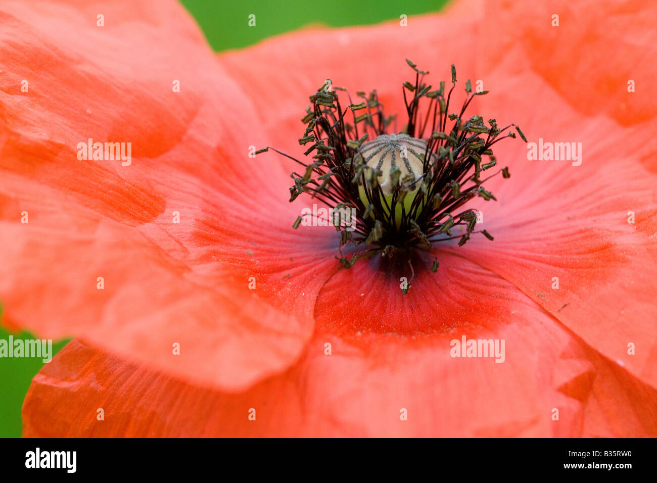 Poppy Heart, bright red wild poppy in lose up showing inner flower ...