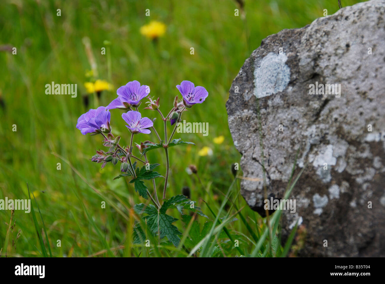 Geranium islands hi-res stock photography and images - Alamy