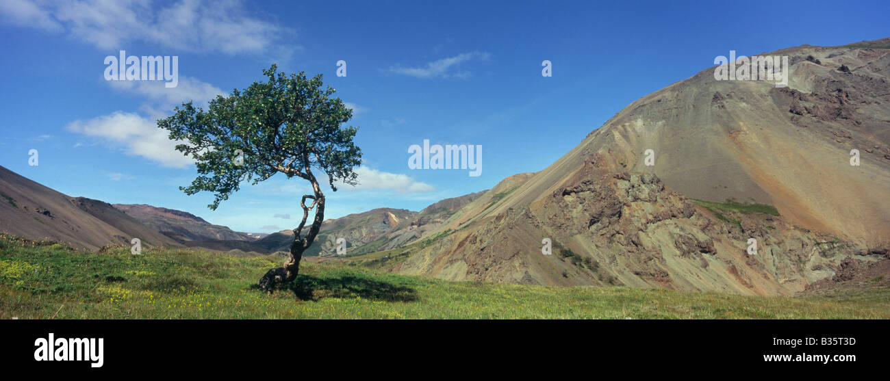 Icelandic birch tree hi-res stock photography and images - Alamy