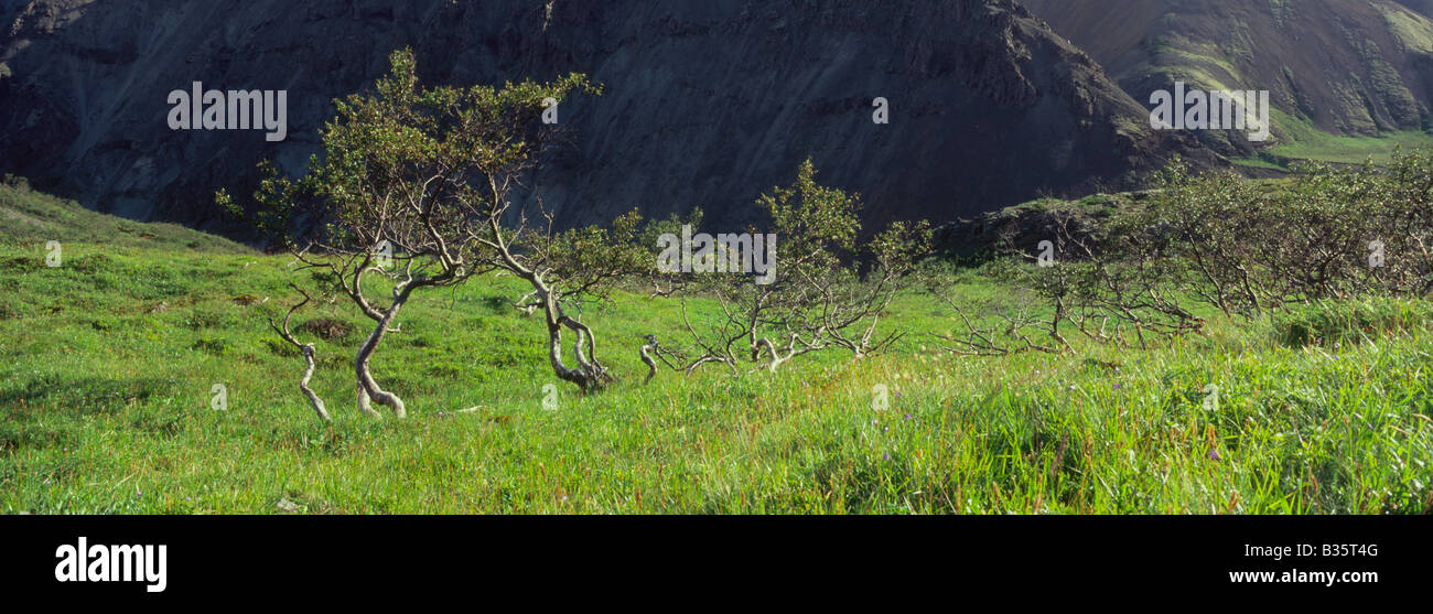 Birch trees near Múlaskáli Lónsöraefi Iceland Stock Photo - Alamy