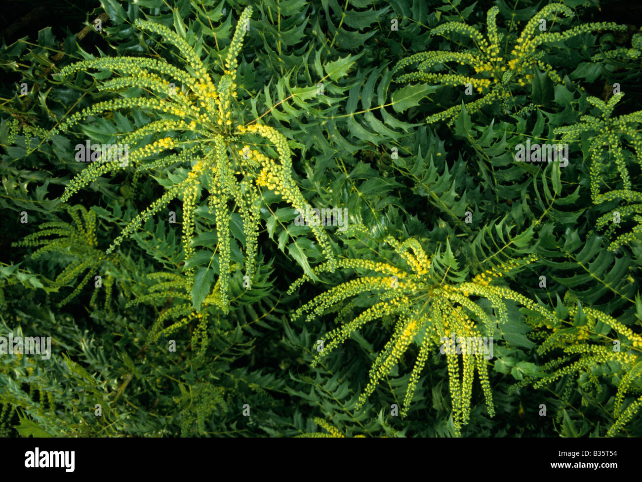 Mahonia Japonica Autumn High Resolution Stock Photography and Images ...