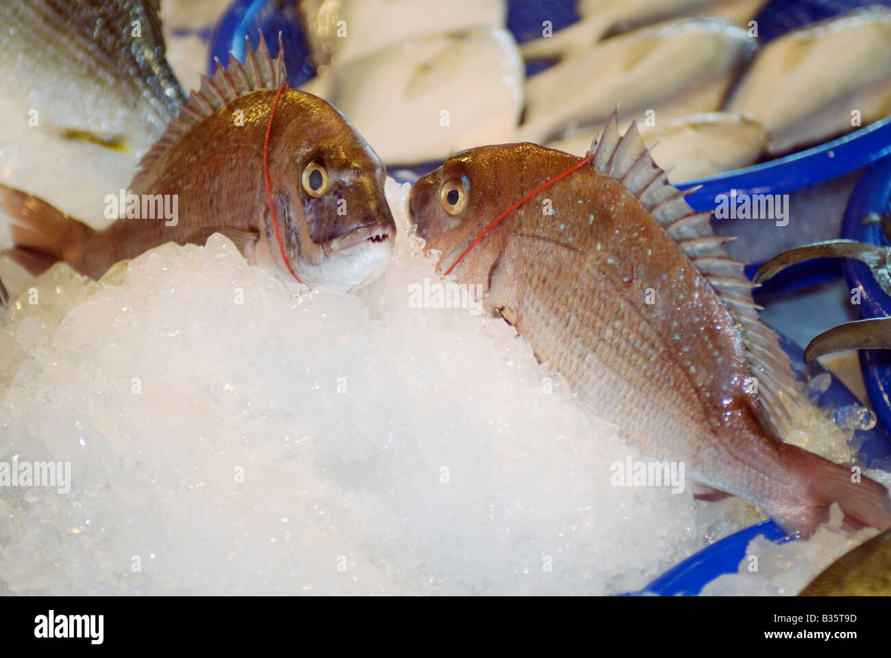 Fresh fish on ice on display in fish market Stock Photo - Alamy