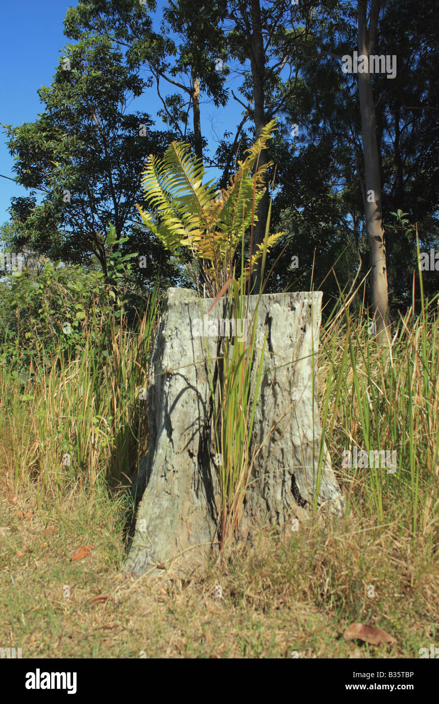 Fern Growing out of a Tree Stump Stock Photo - Alamy