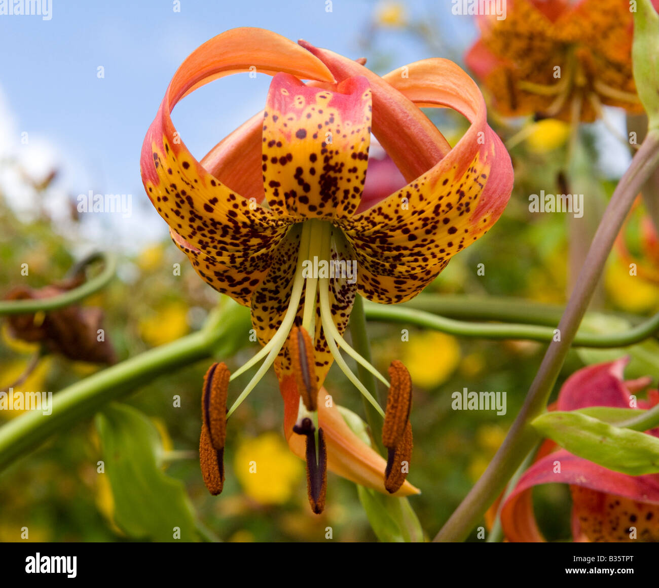 Lilium Tigrinum `Tiger Lily` Stock Photo - Alamy