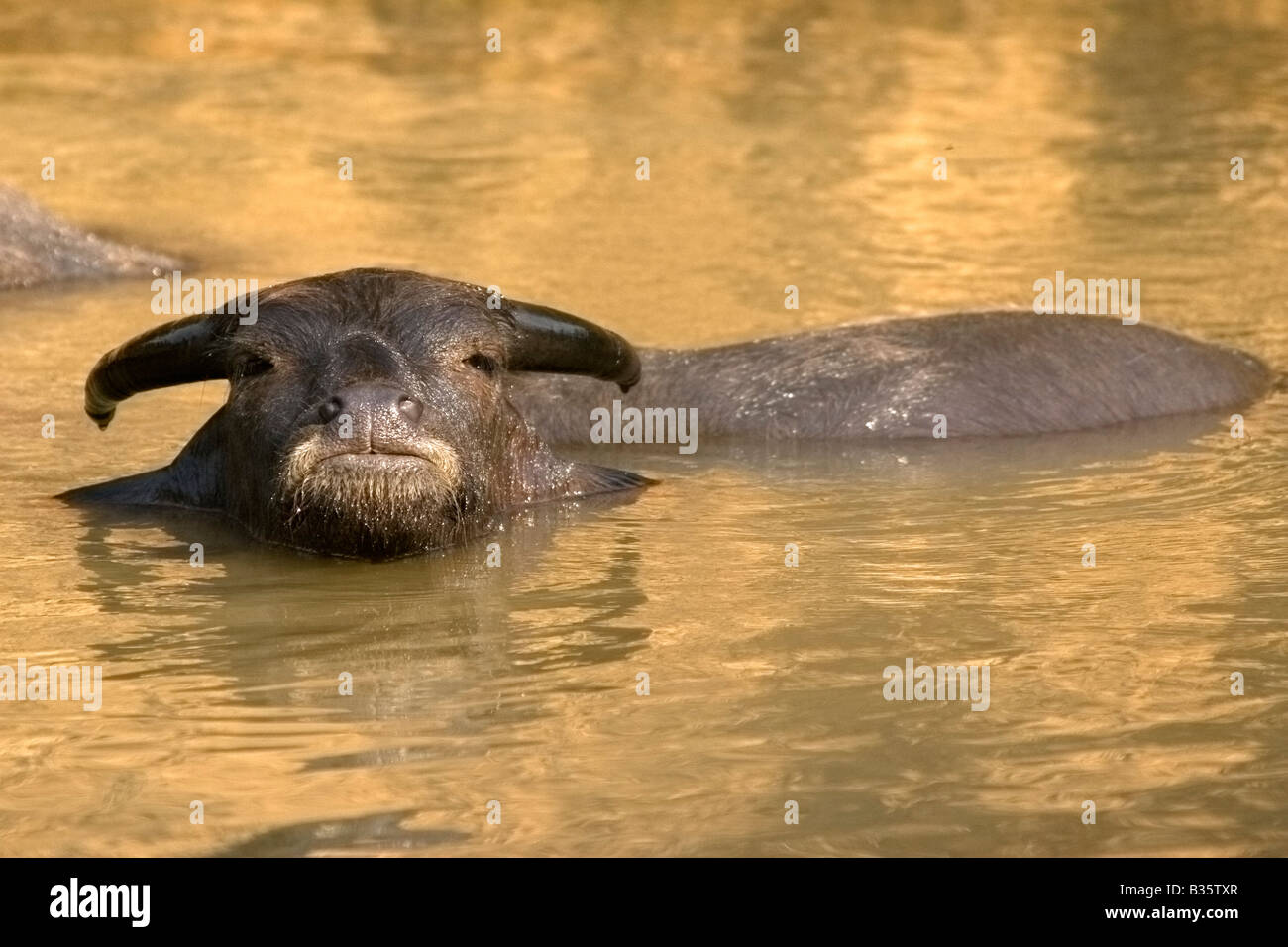 Baby water buffalo hi-res stock photography and images - Alamy