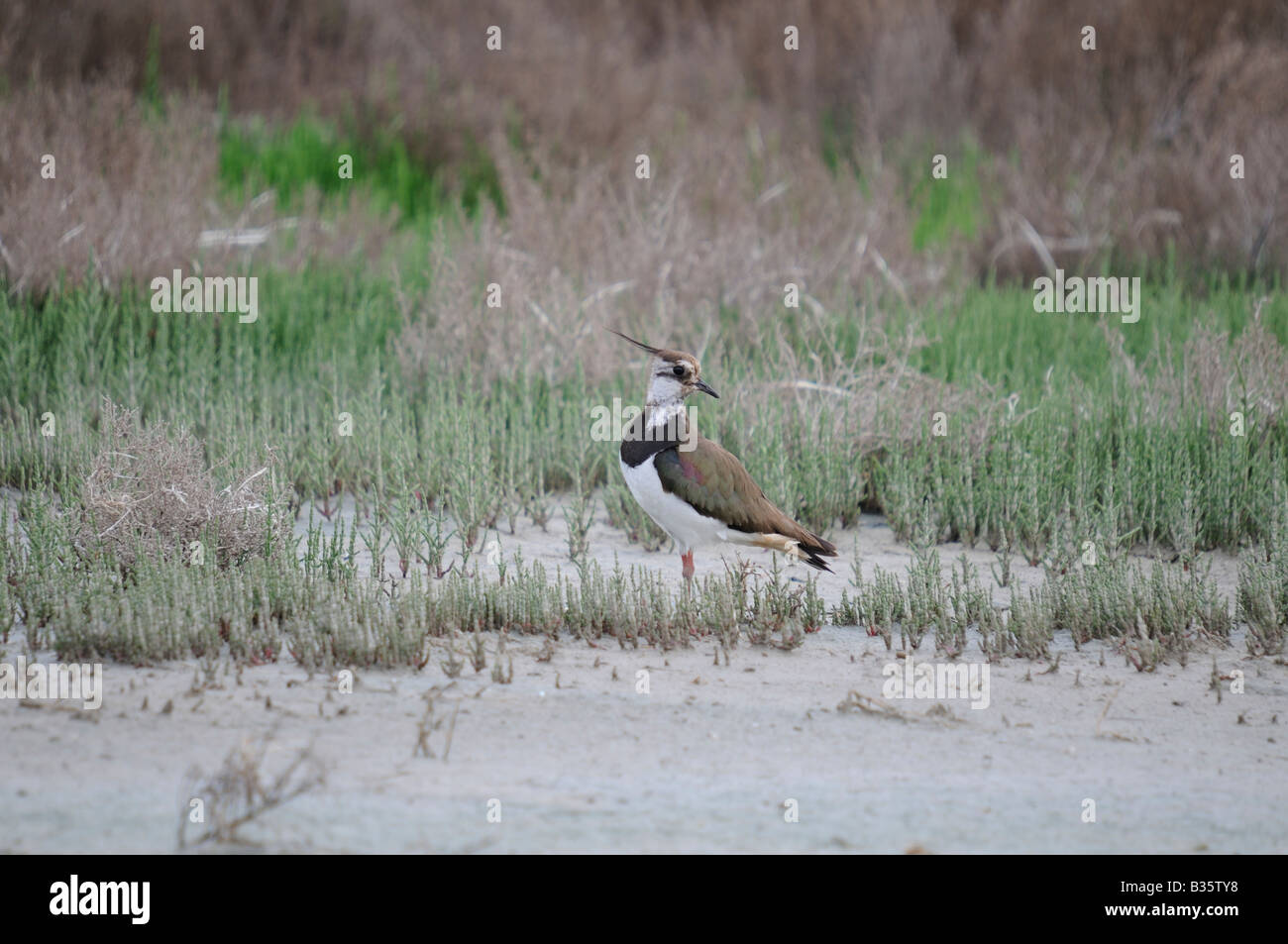 Lapwing Picture High Resolution Stock Photography and Images - Alamy