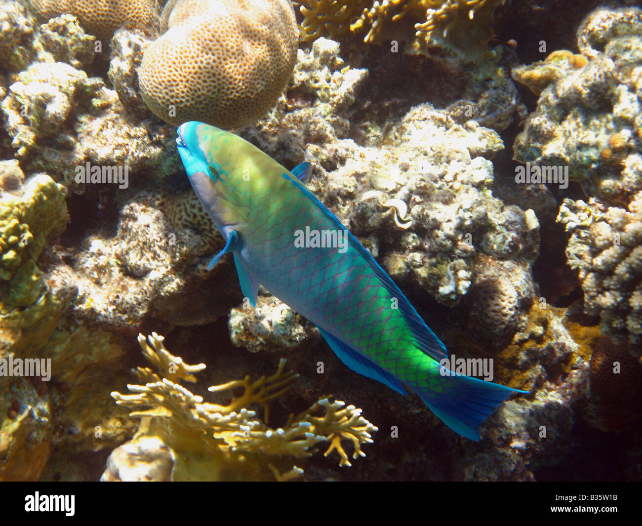 Rusty parrot fish Stock Photo - Alamy