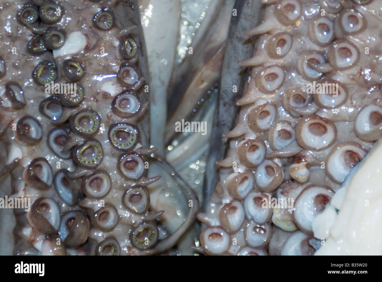 Suckers hi-res stock photography and images - Alamy