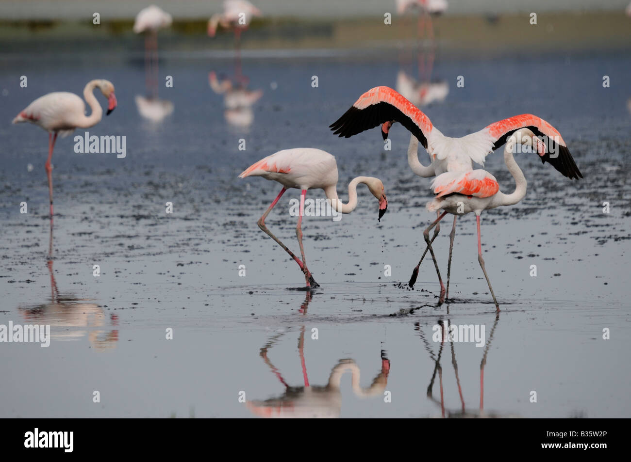 a picture of a several flamingos Stock Photo - Alamy